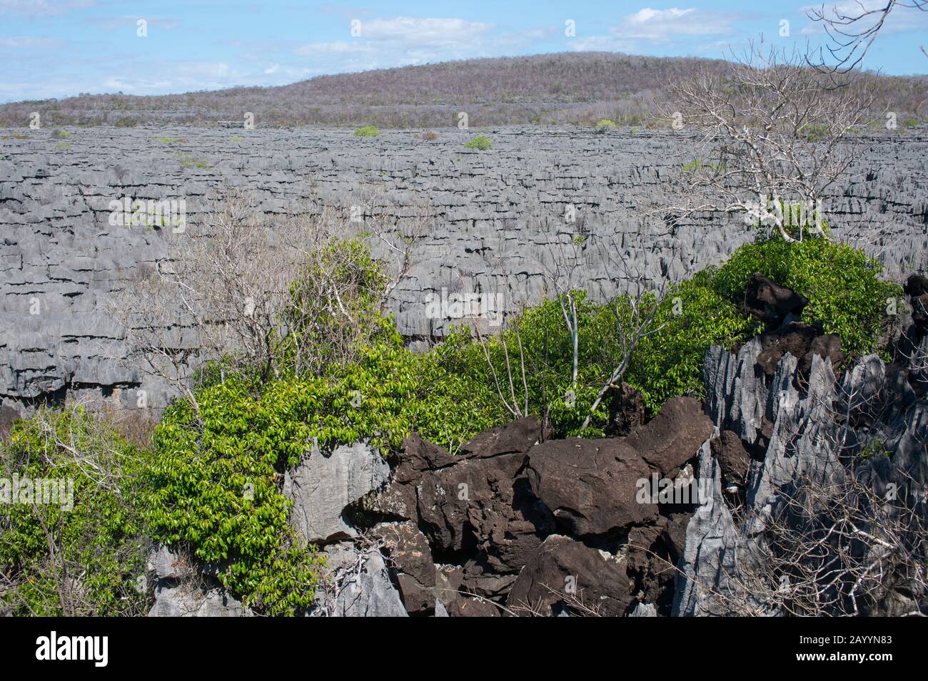 View of the bizarre limestone pinnacles known as Tsingy at Ankarana ...