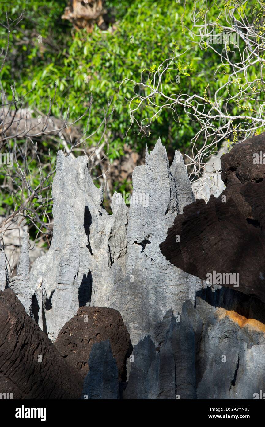 Close-up view of the bizarre, razor sharp limestone pinnacles known as ...