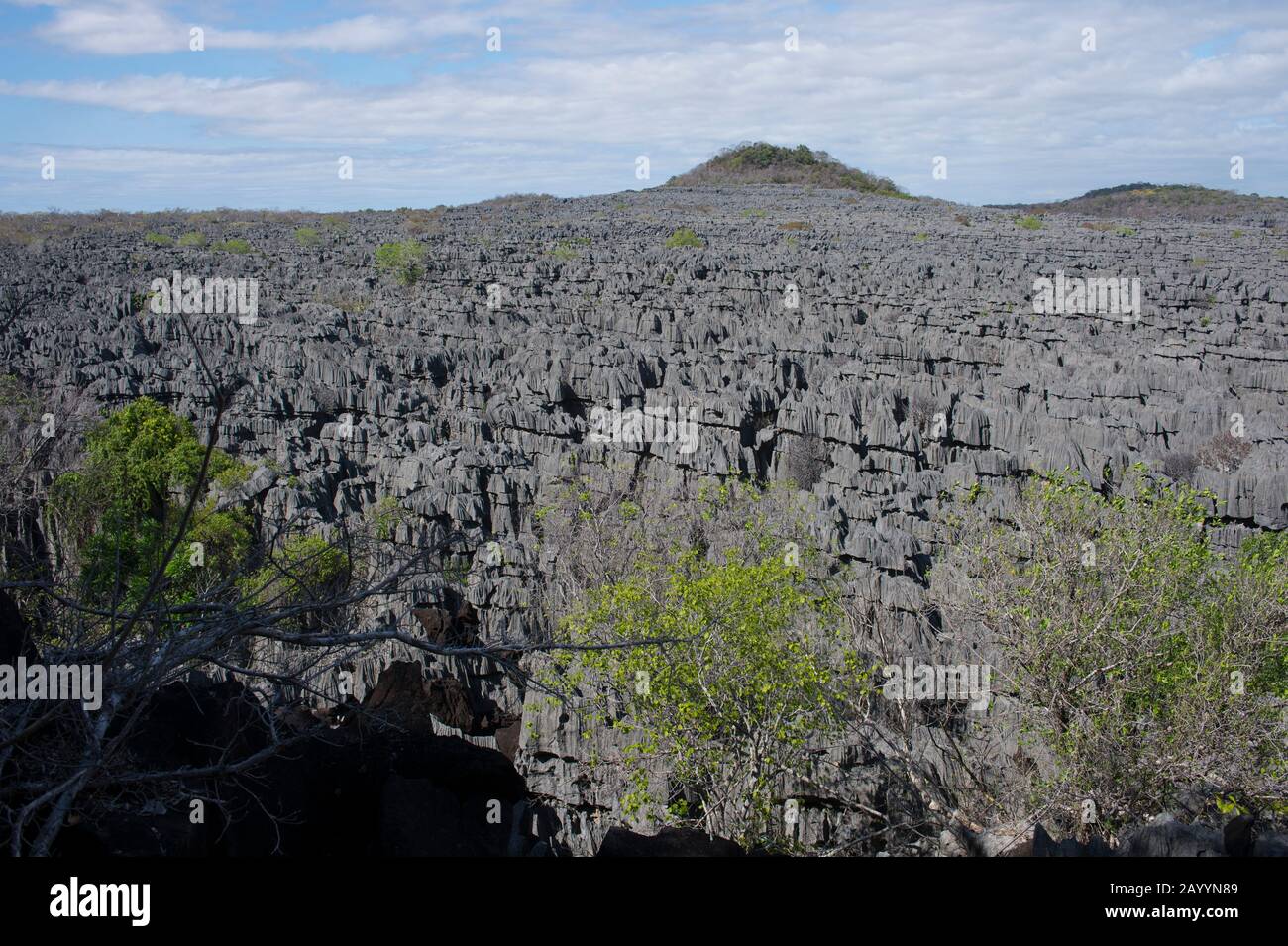 View of the bizarre limestone pinnacles known as the Tsingy at Ankarana ...