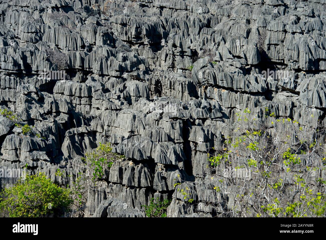 View of the bizarre limestone pinnacles known as Tsingy at Ankarana ...