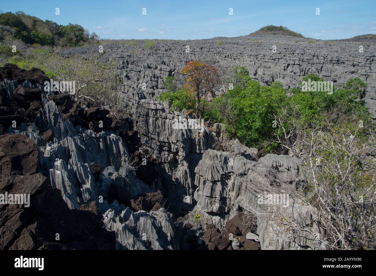 View of the bizarre limestone pinnacles known as Tsingy at Ankarana ...