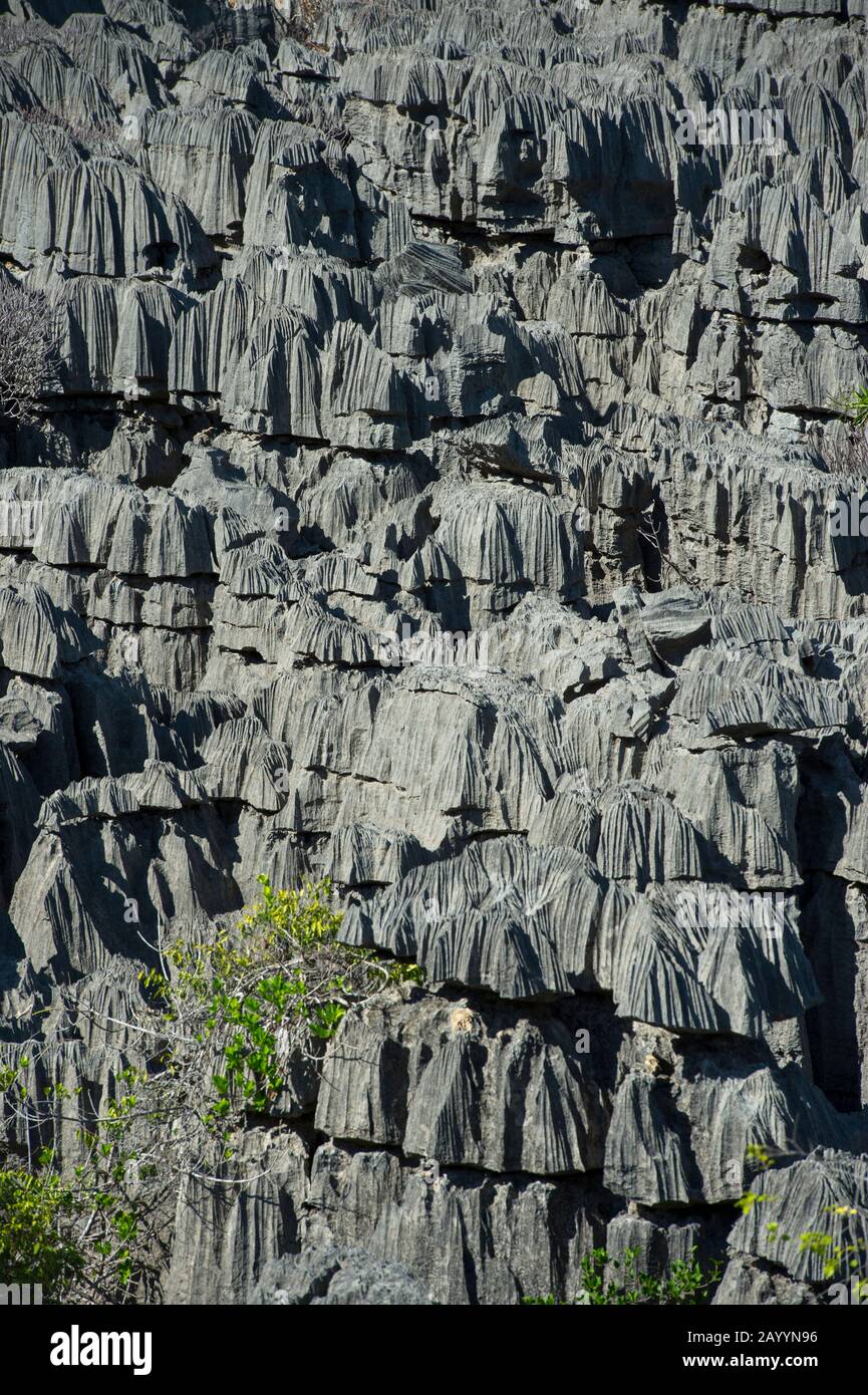 View of the bizarre limestone pinnacles known as Tsingy at Ankarana ...