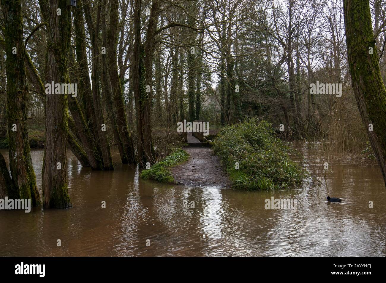 Chew Valley Lake Flooding, Cutting off Access to the Footbridge Stock ...