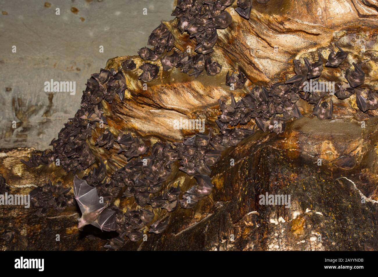 Bats inside limestone cave at Ankarana Reserve in Northern Madagascar ...