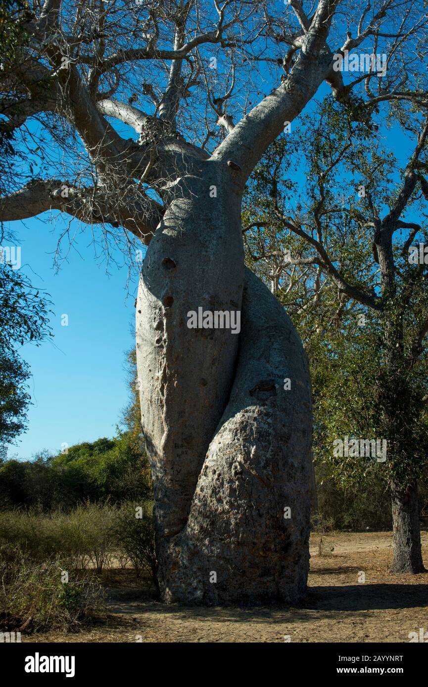 Twisted baobab tree near Baobab Alley near Morondava, Western ...