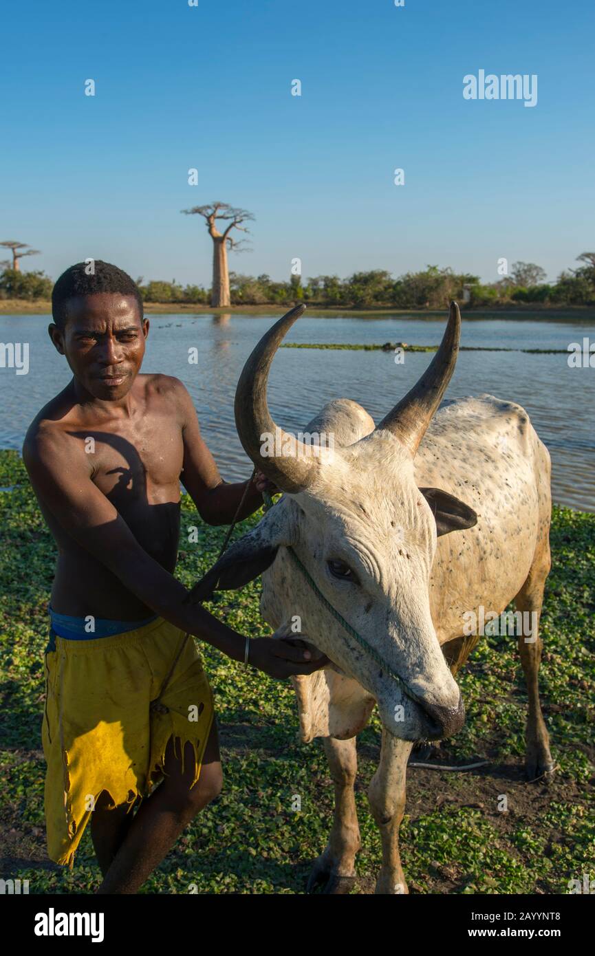 Man with zebu bull at Baobab Alley near Morondava, Western Madagascar ...