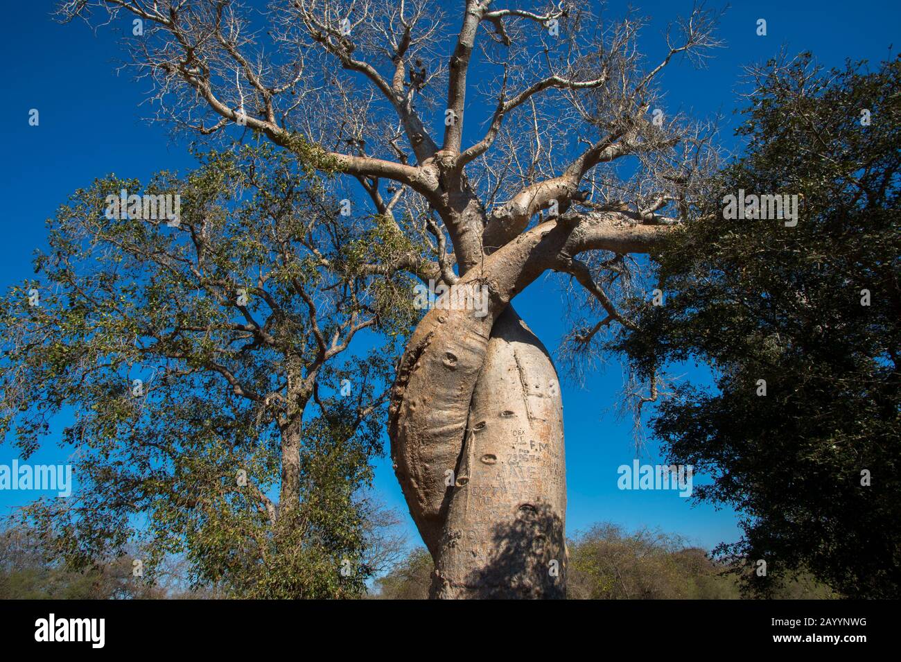 Twisted baobab tree near Baobab Alley near Morondava, Western ...