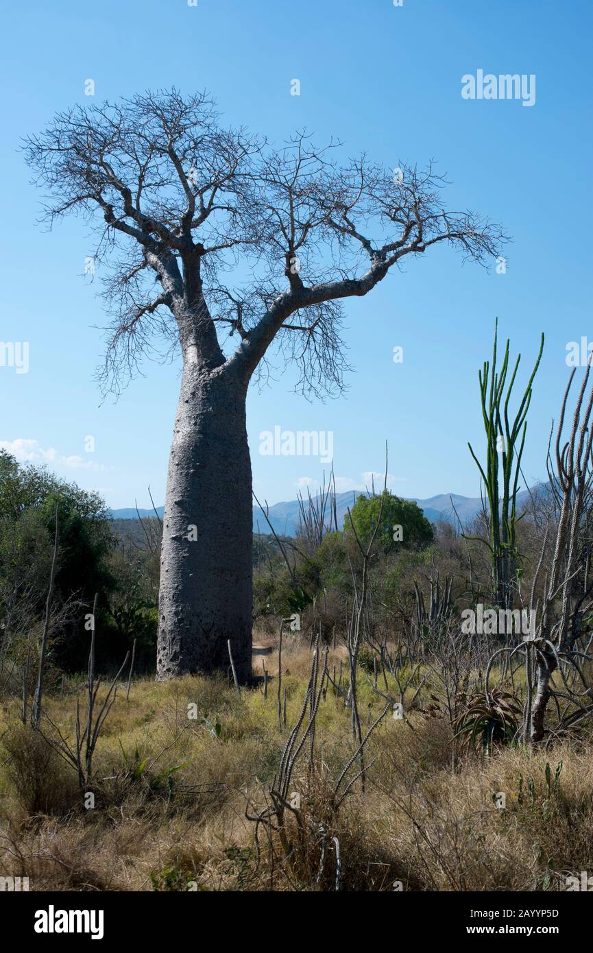 Za Baobab tree along the road from Berenty to Fort Dauphin (Taolagnaro ...