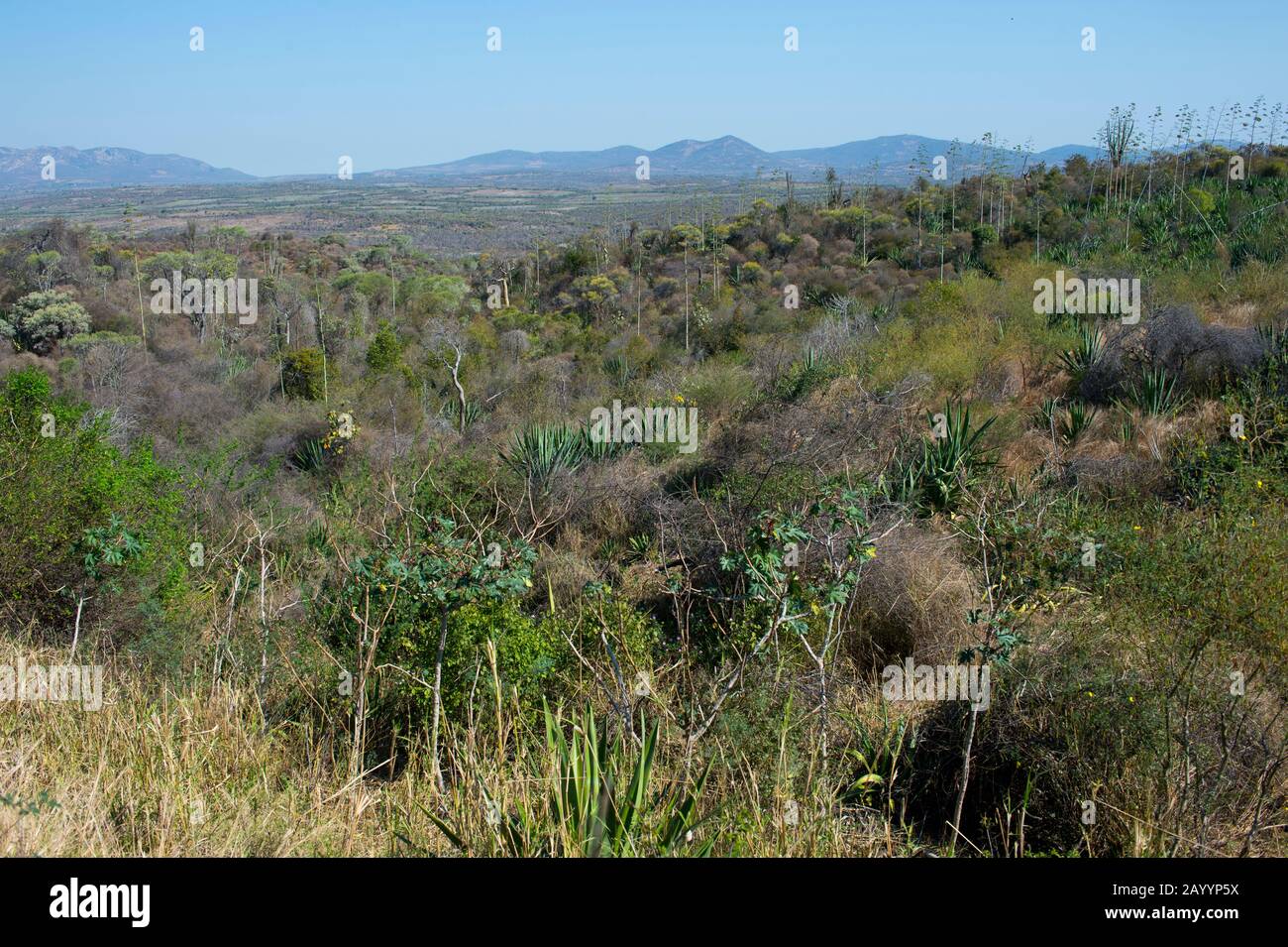 View of dry transitional forest along the road from Berenty to Fort ...