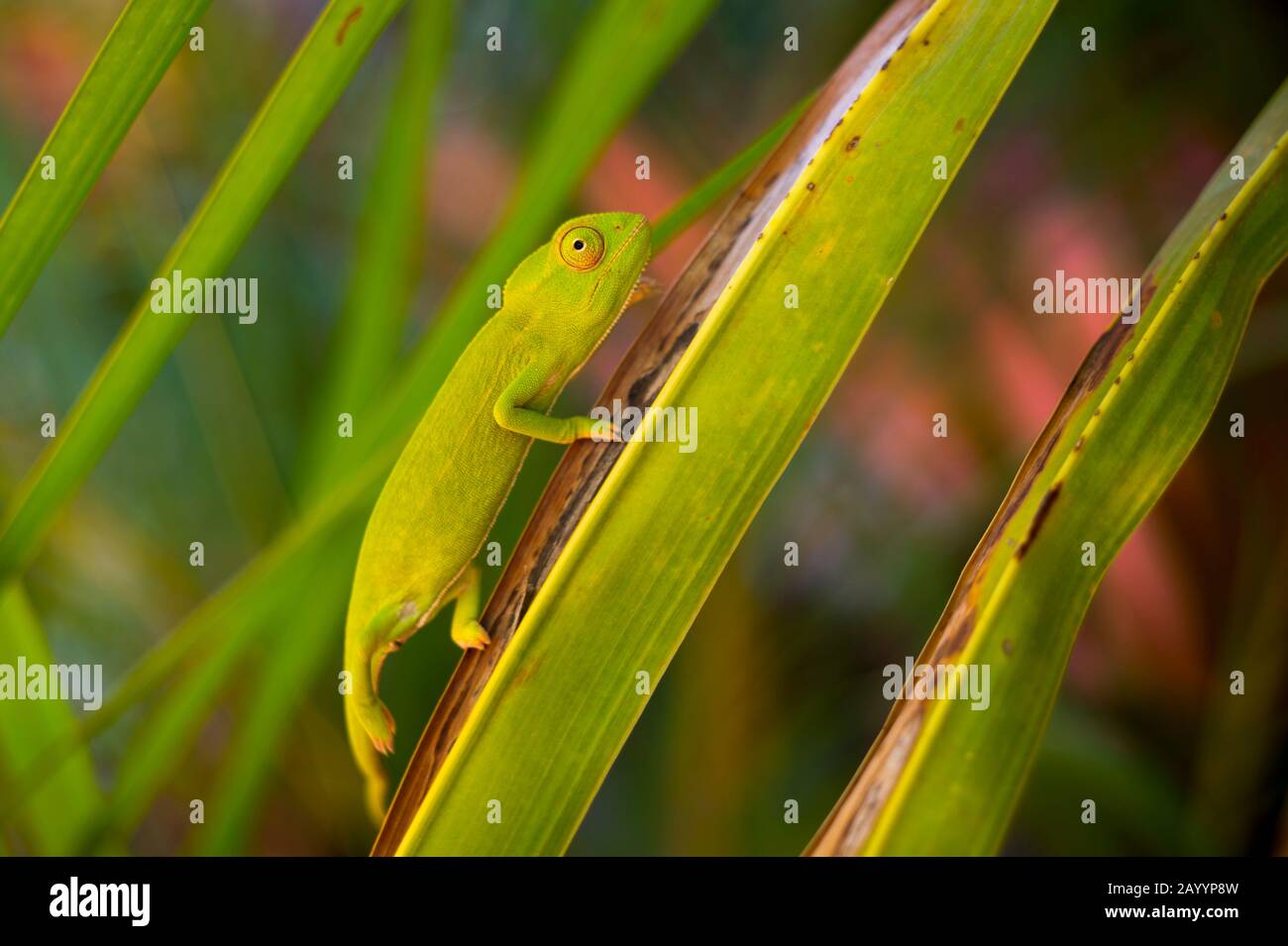 A baby Spiny Chameleon (Furcifer verrucosus) at Berenty resort in ...