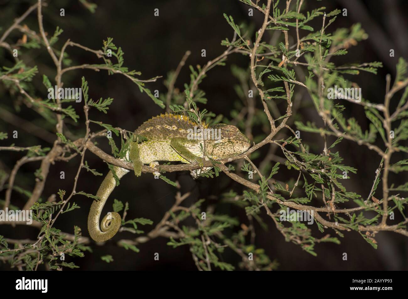 Madagascar spiny chameleon hi-res stock photography and images - Alamy