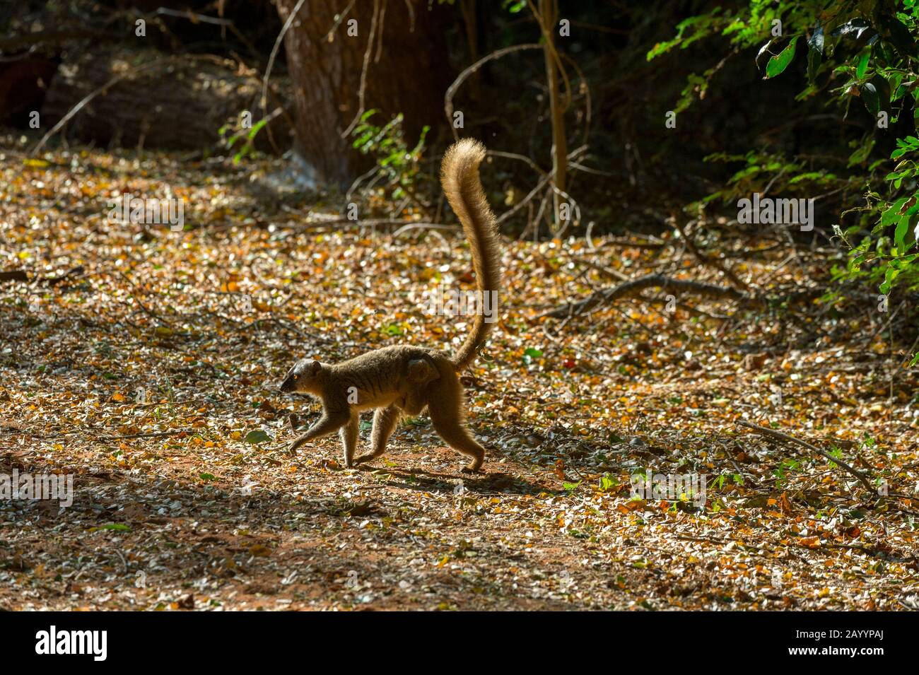 Baby red fronted lemur hi-res stock photography and images - Alamy