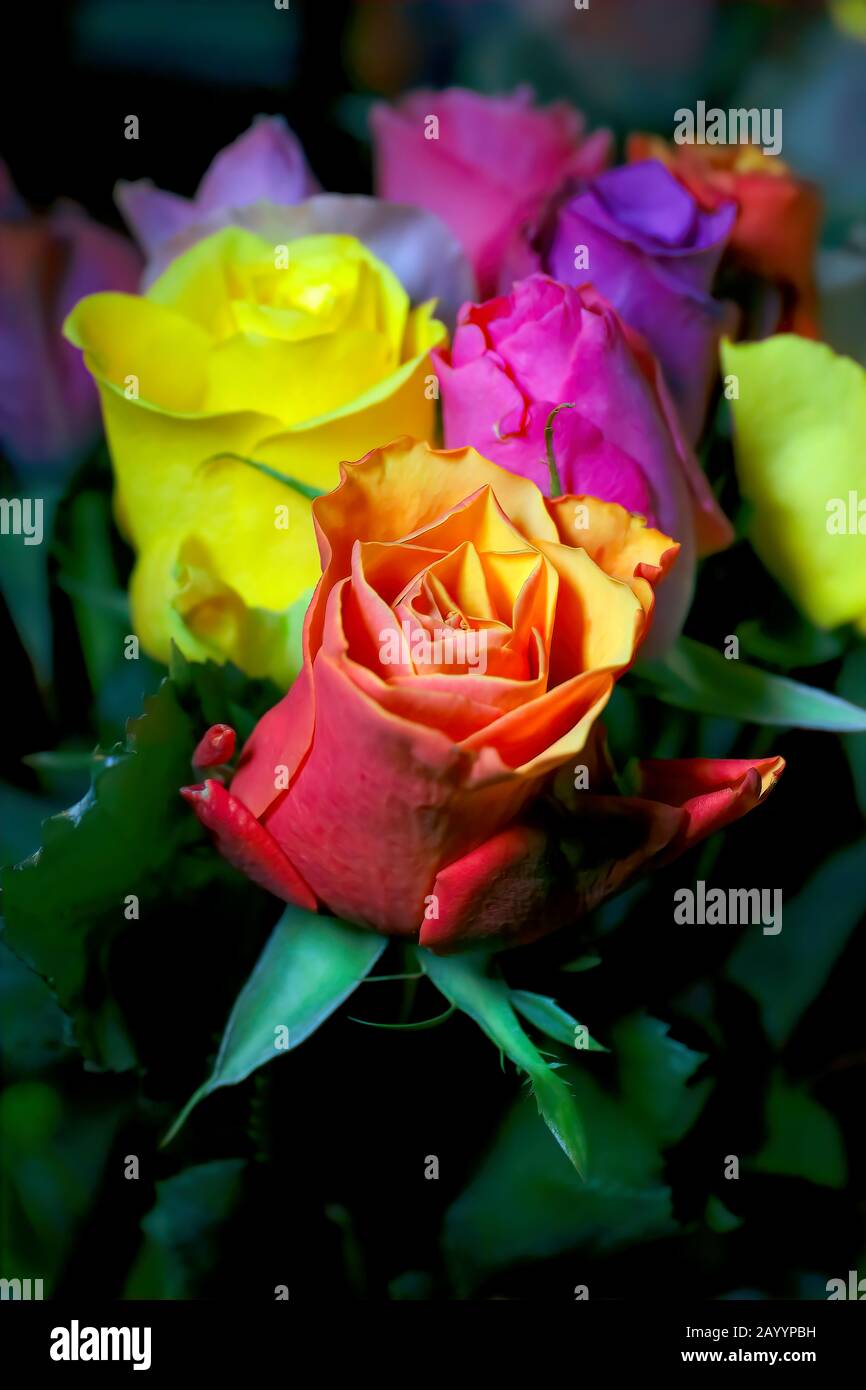 Bright Colorful Roses