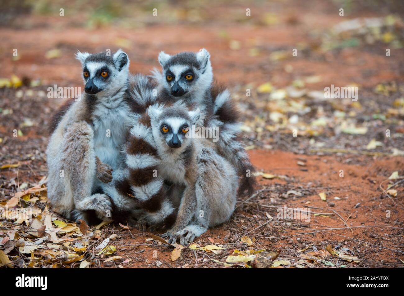 Lemurs group hi-res stock photography and images - Alamy