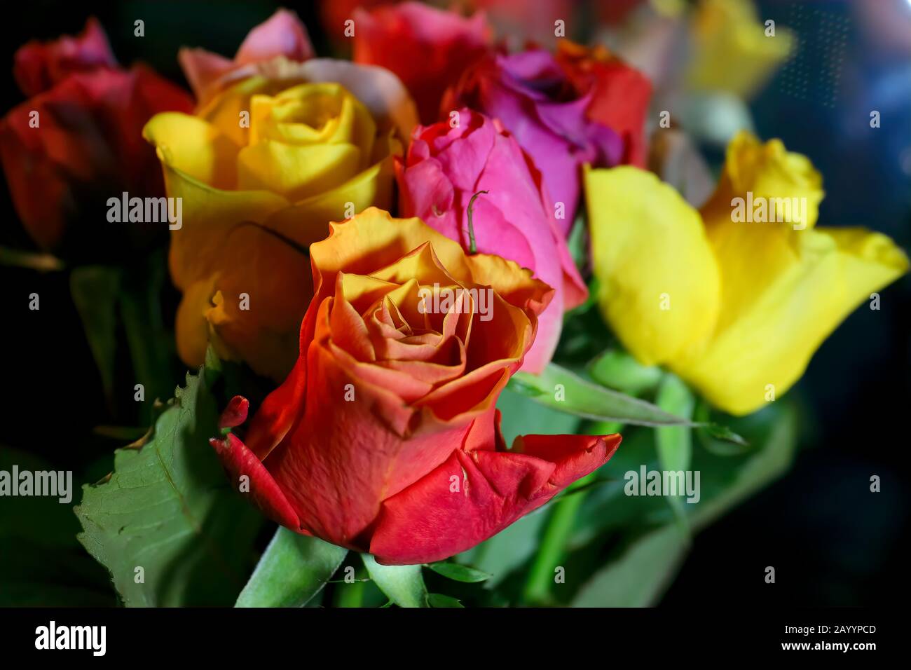 Flowers: Bright colourful roses of all colors in a nice beautiful ...