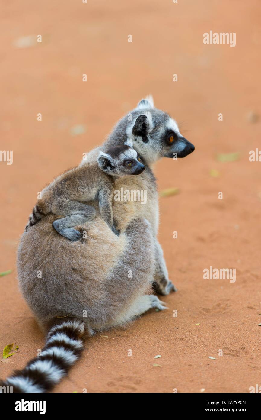 Ring-tailed lemur (Lemur catta) carrying baby on back at Berenty ...