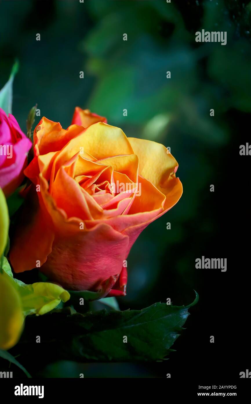 Flowers: Bright colourful roses of all colors in a nice beautiful ...