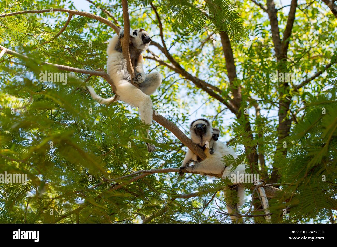 Verreauxs sifakas hi-res stock photography and images - Alamy