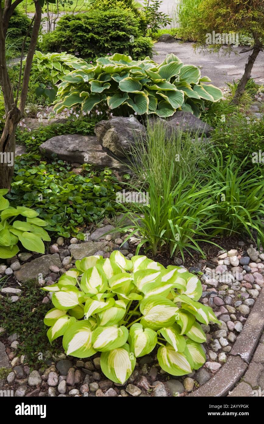 Rock edged border with Hosta plants in landscaped front yard garden in ...