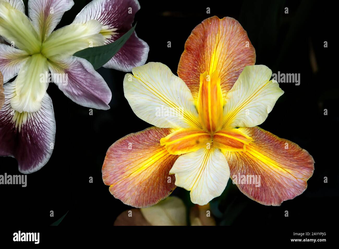 Flowers: Beautiful multi coloured flowers in full bloom at the ...