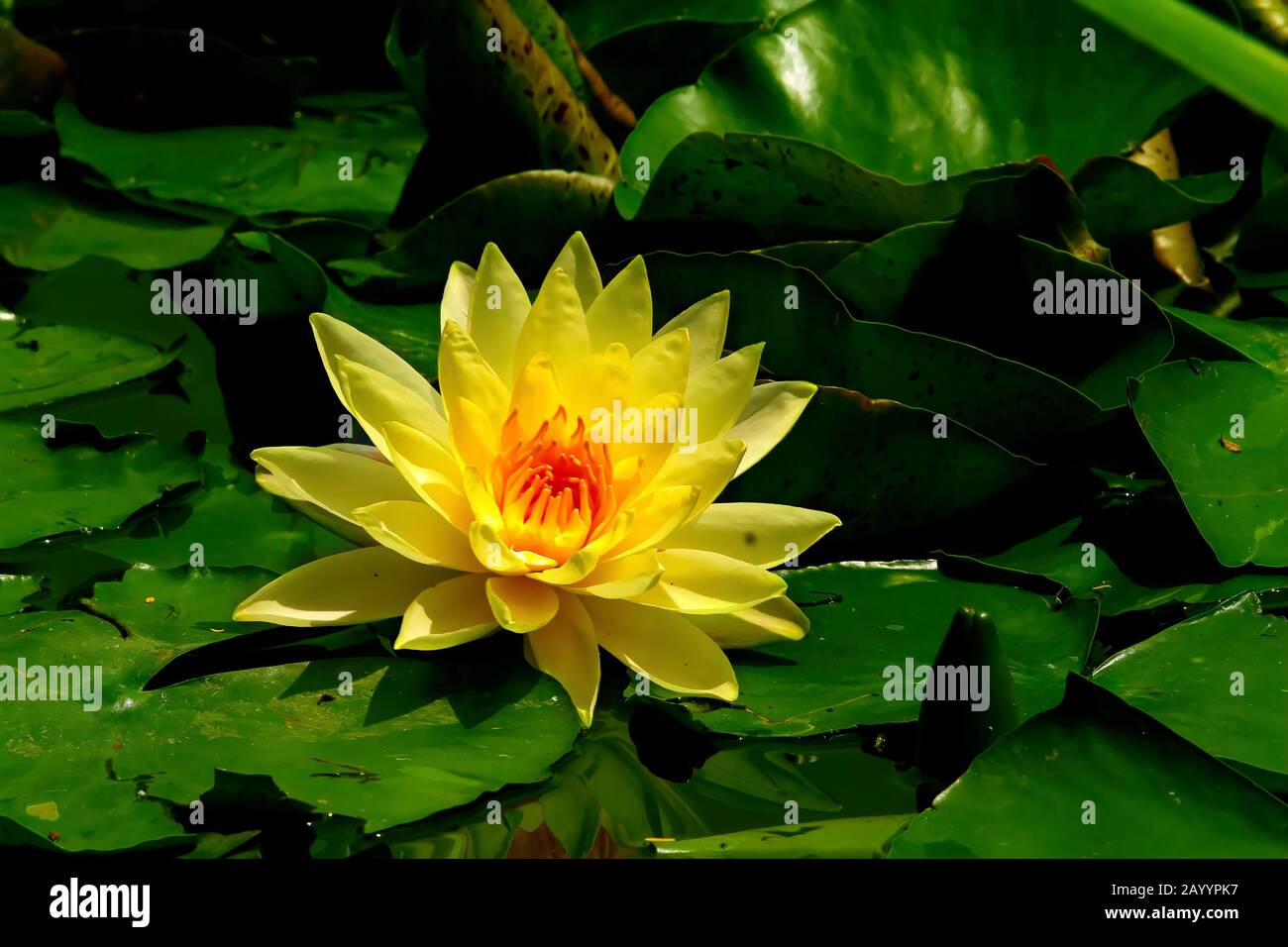 Flowers: Bright yellow water lily floating in the pond Stock Photo - Alamy