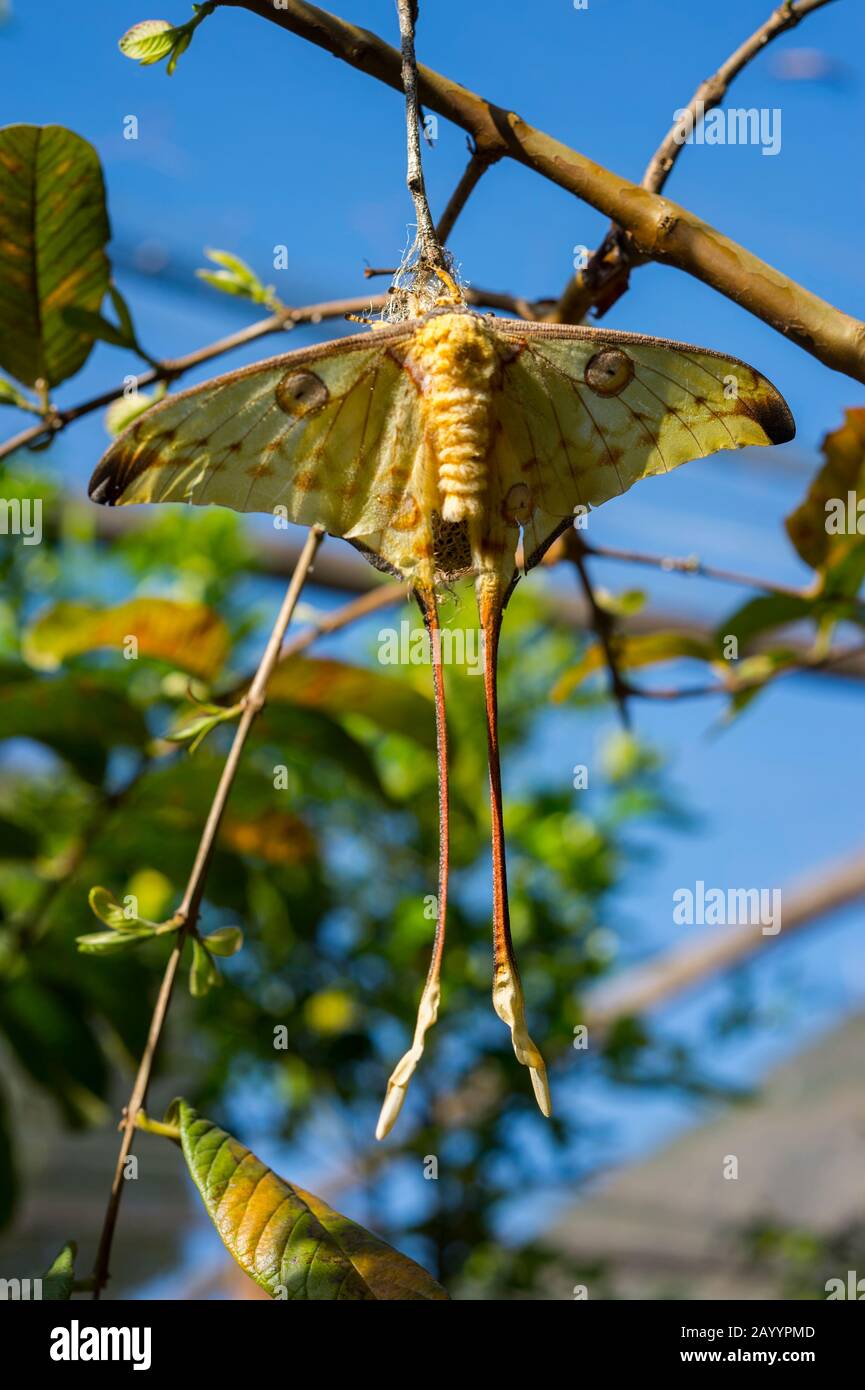 African moth hi-res stock photography and images - Alamy