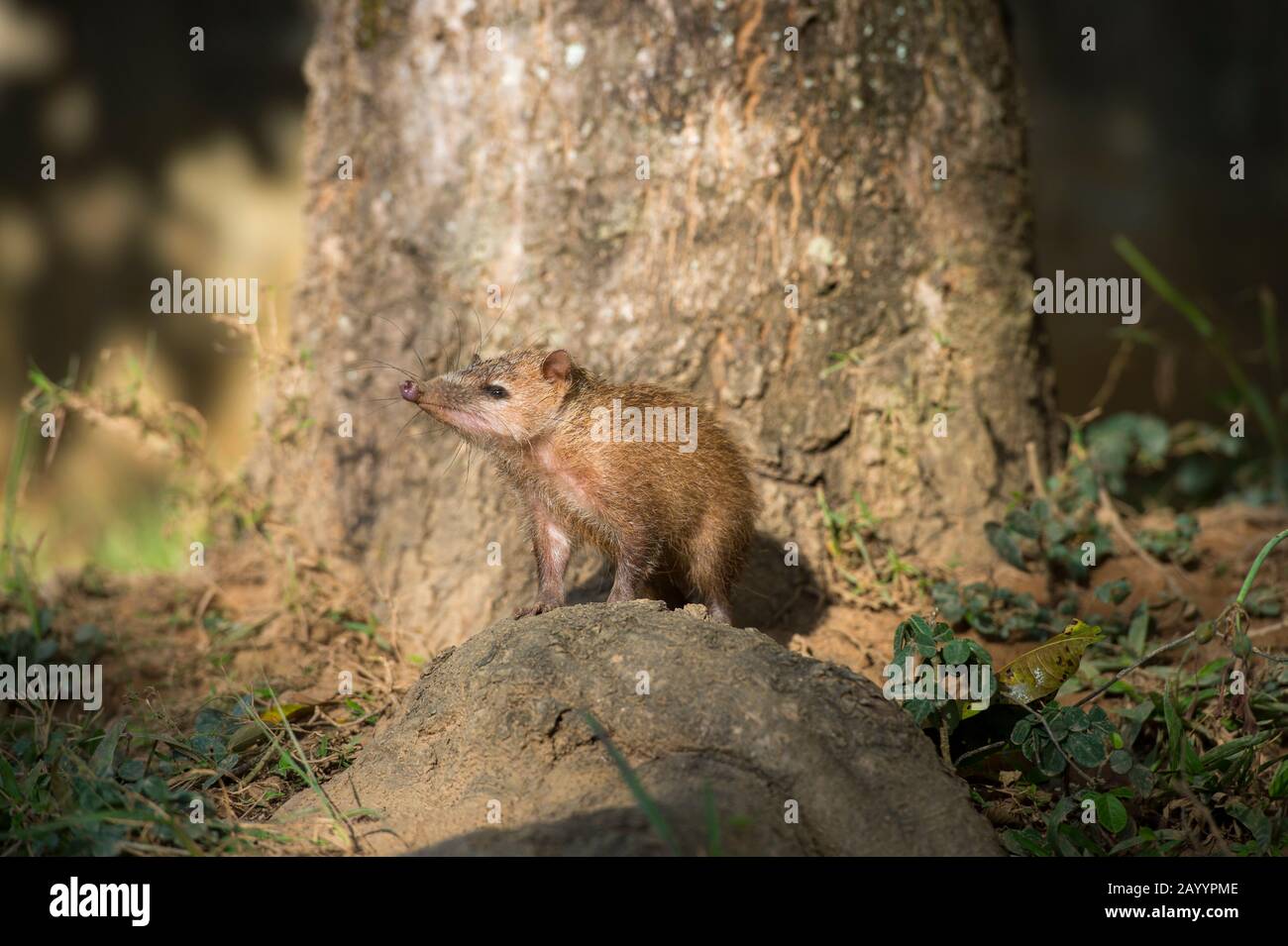 Tenrecs High Resolution Stock Photography and Images - Alamy