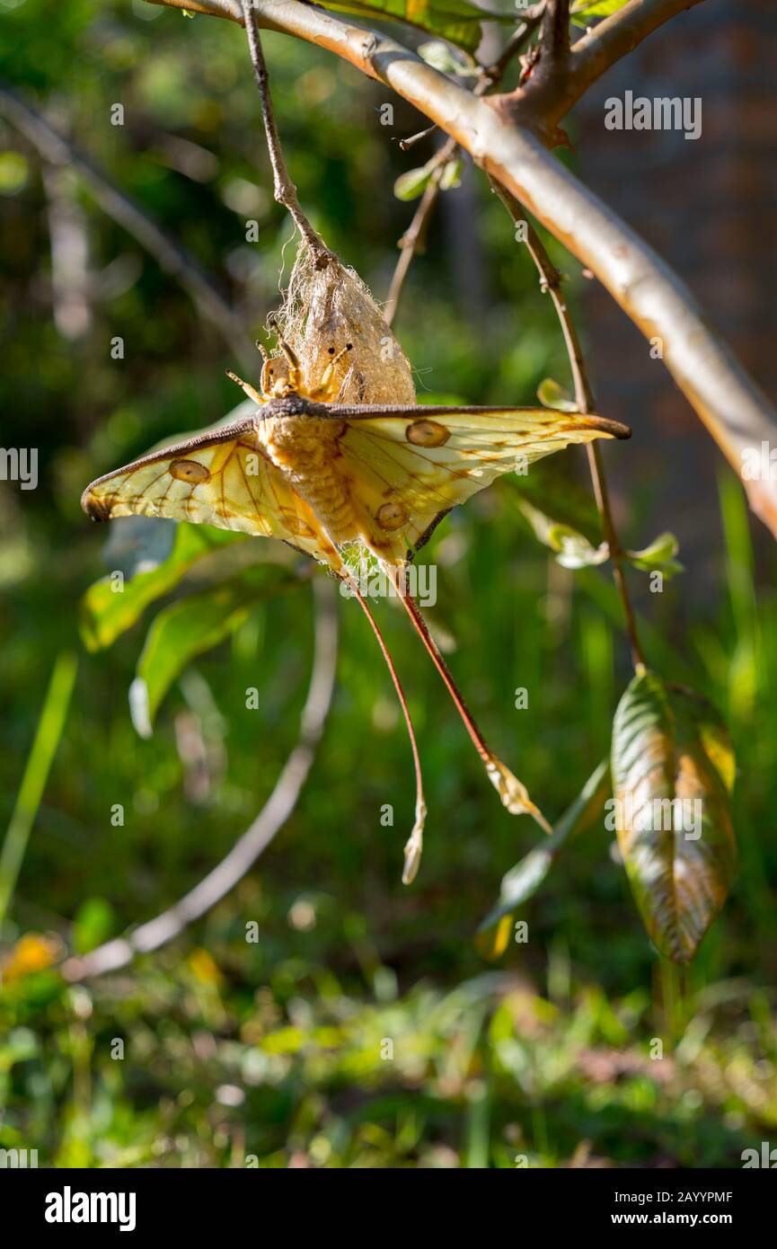 African moth hi-res stock photography and images - Alamy