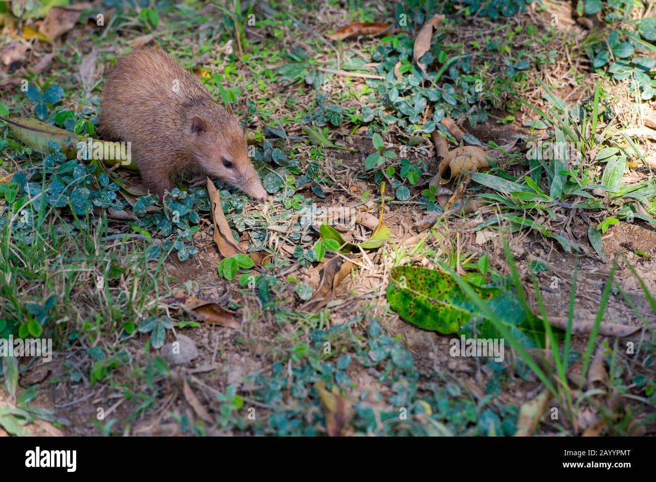 Tenrec Madagascar High Resolution Stock Photography and Images - Alamy