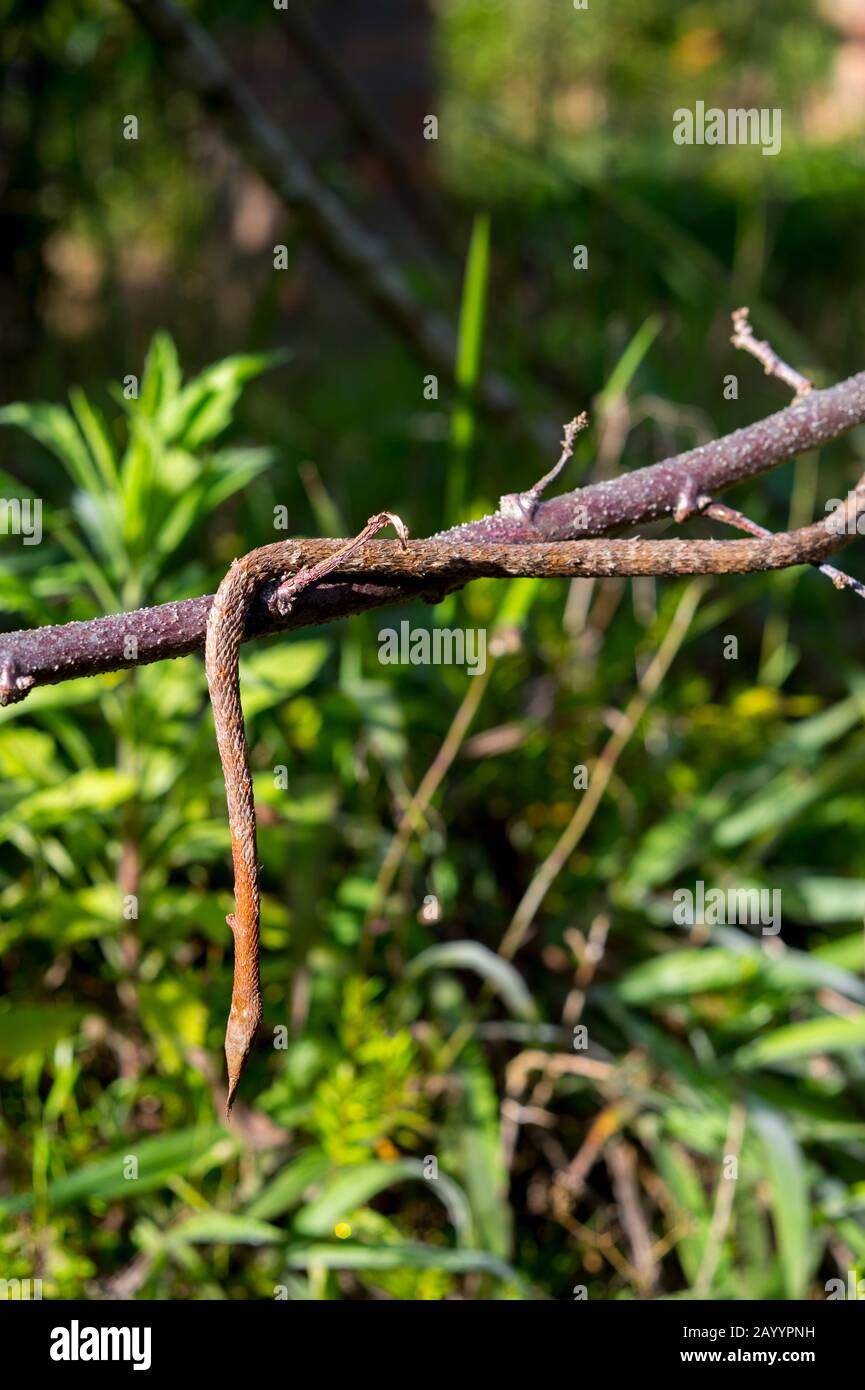 Leaf-nosed snake (Langaha madagascariensis) at Mandraka Reserve near ...