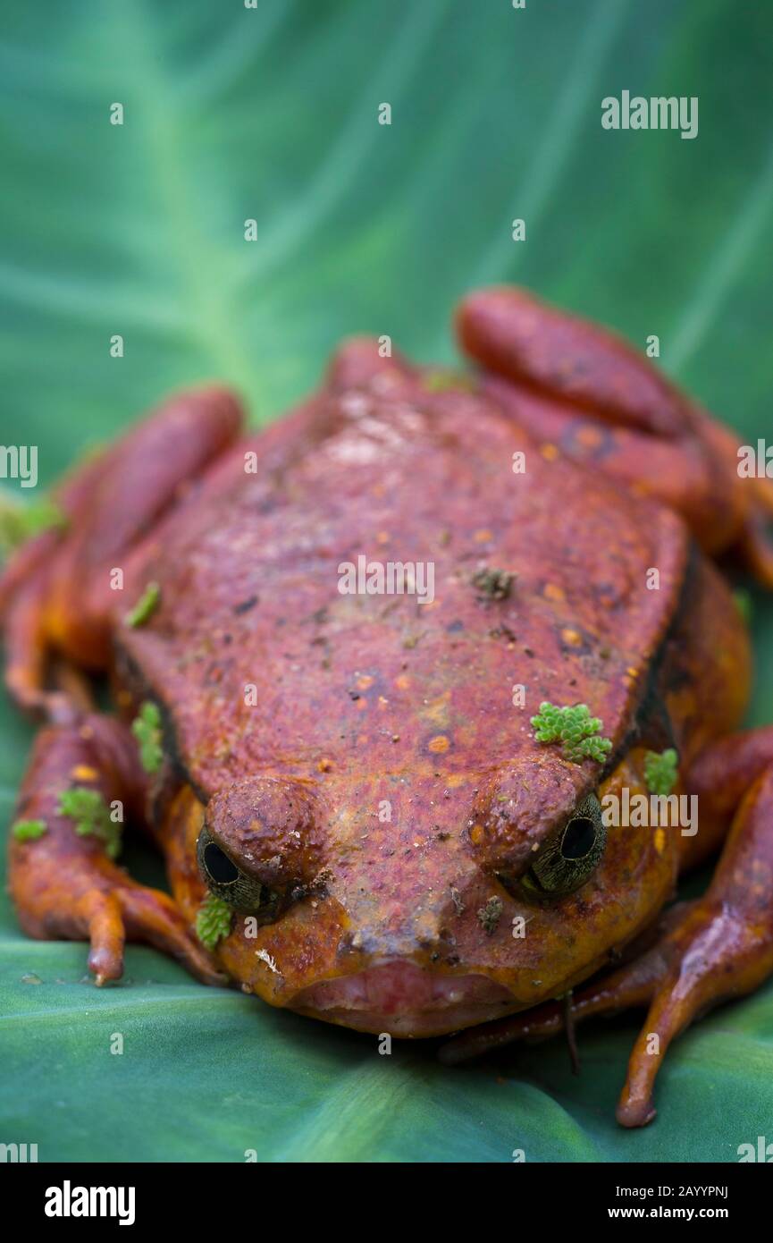 Mandraka hi-res stock photography and images - Alamy