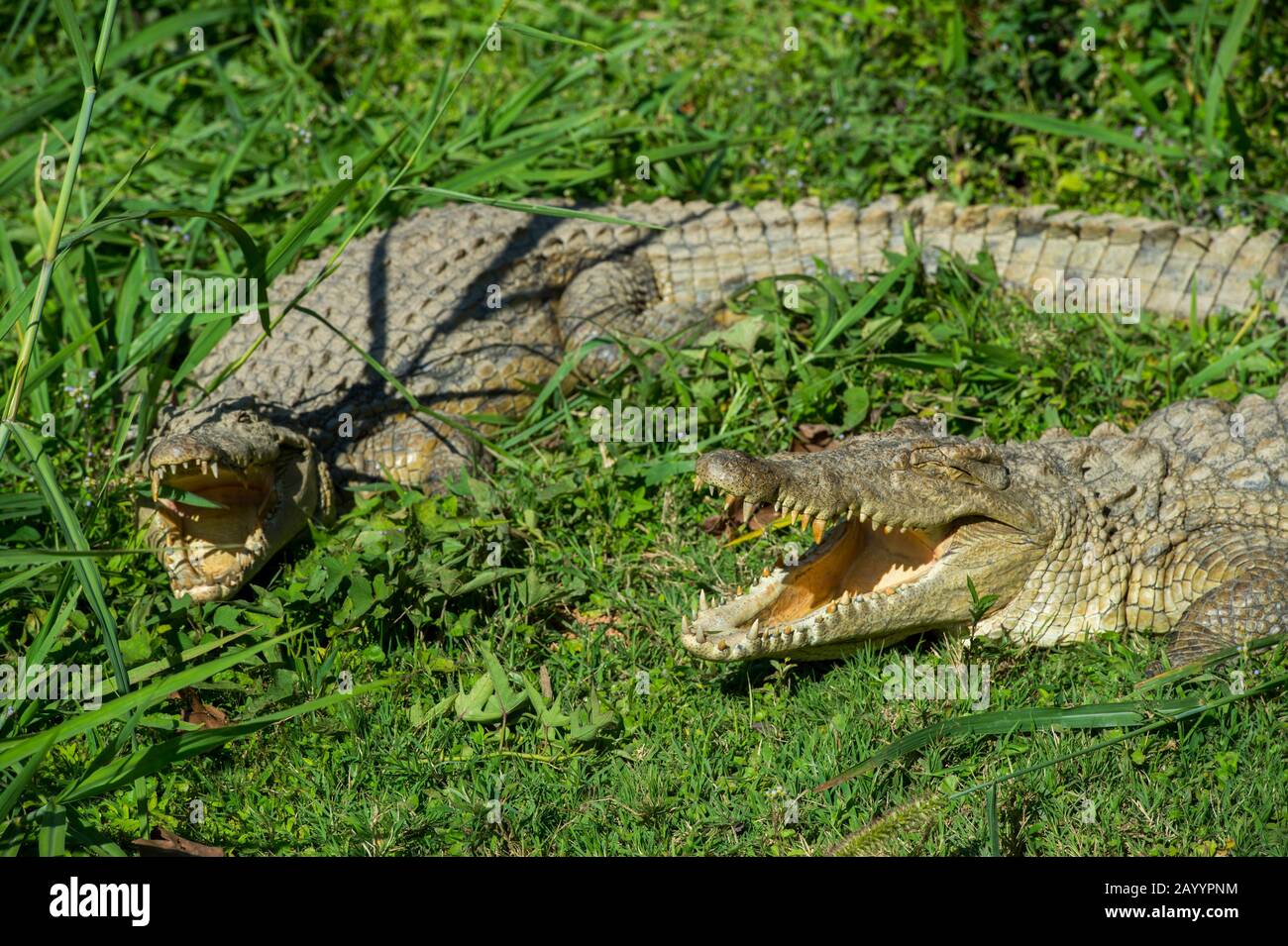 Nile crocodiles at Mandraka Reserve near Moramanga, Madagascar Stock ...