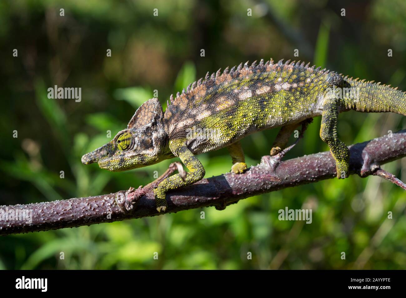 Spiny Chameleon (Furcifer verrucosus) at Mandraka Reserve near ...