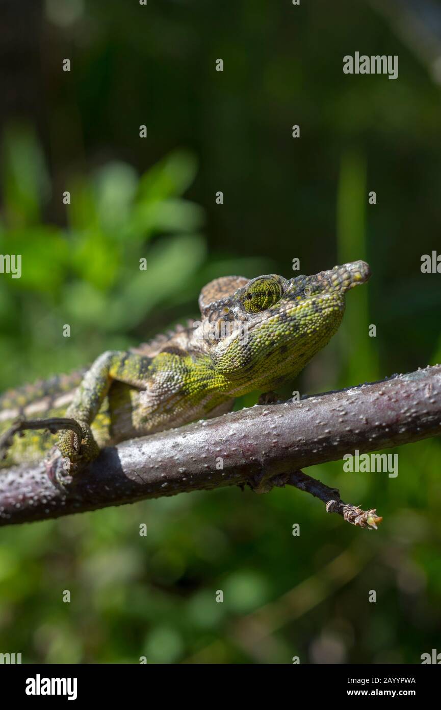 Spiny Chameleon (Furcifer verrucosus) at Mandraka Reserve near ...