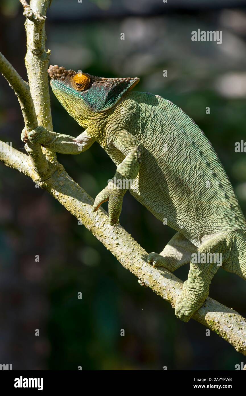 Male Parson's chameleon (Calumma parsonii) at Mandraka Reserve near ...
