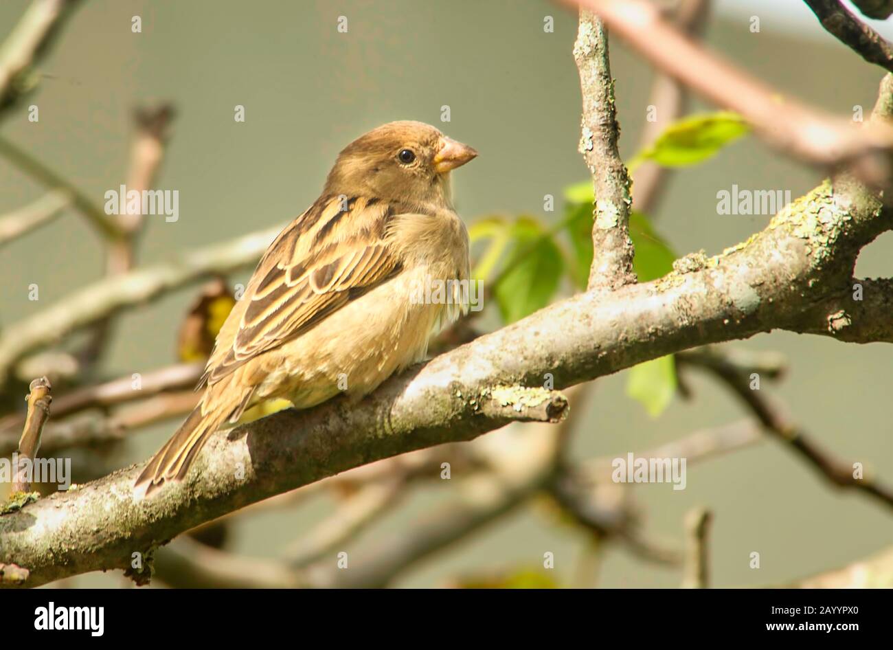 Hen sparrow hi-res stock photography and images - Alamy