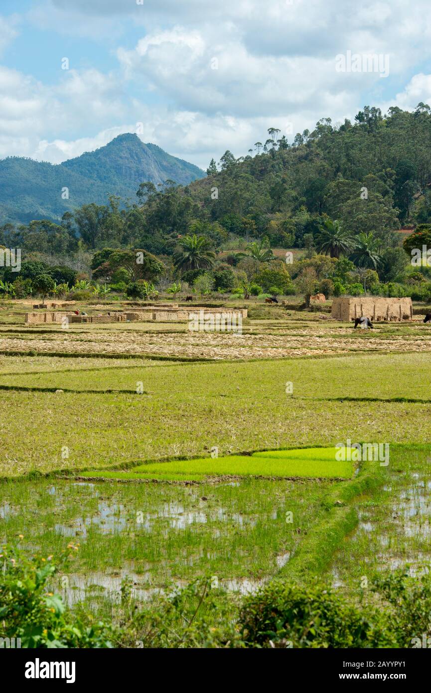 Rice field madagascar hi-res stock photography and images - Alamy