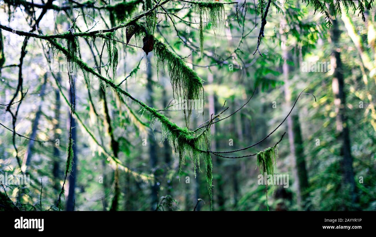 Sunlight through moss hi-res stock photography and images - Alamy