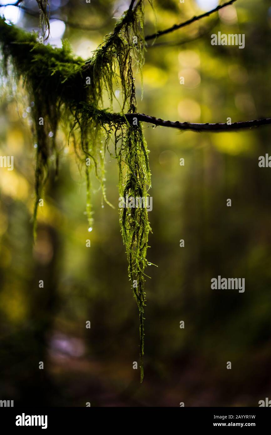 Dangling from tree hi-res stock photography and images - Alamy