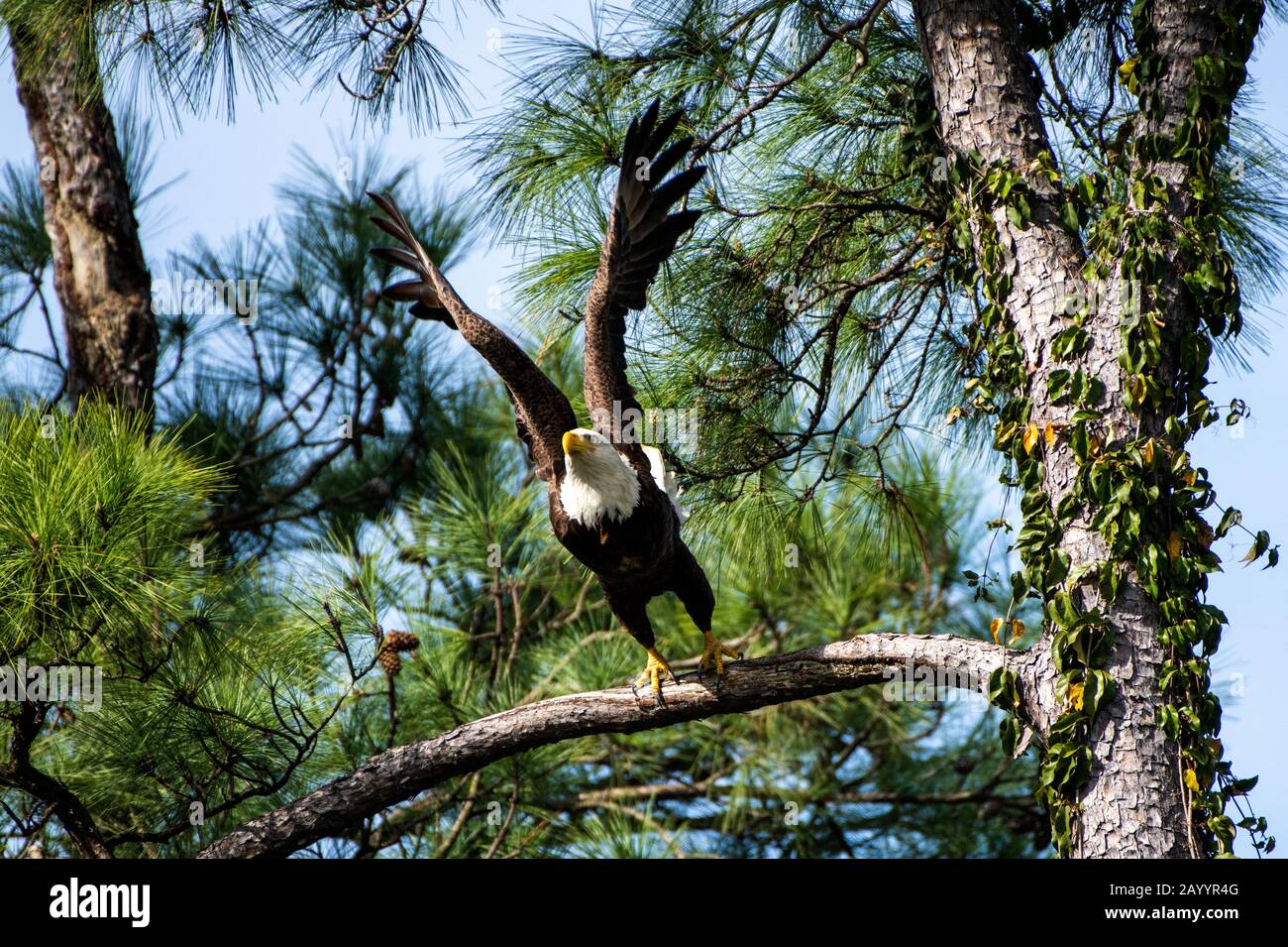 Adult bald eagle in tree hi-res stock photography and images - Alamy