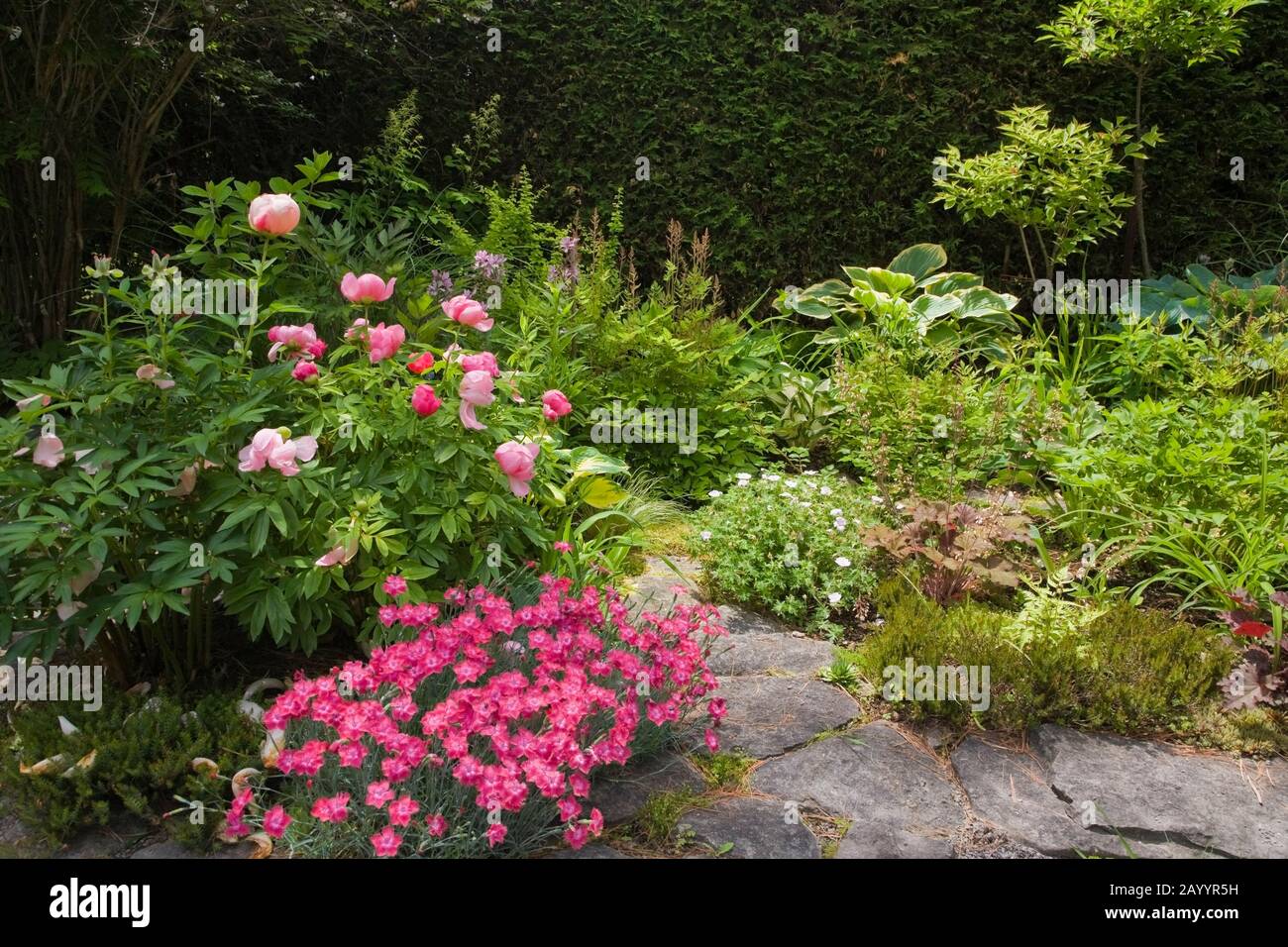 Garden Path Hostas High Resolution Stock Photography and Images - Alamy