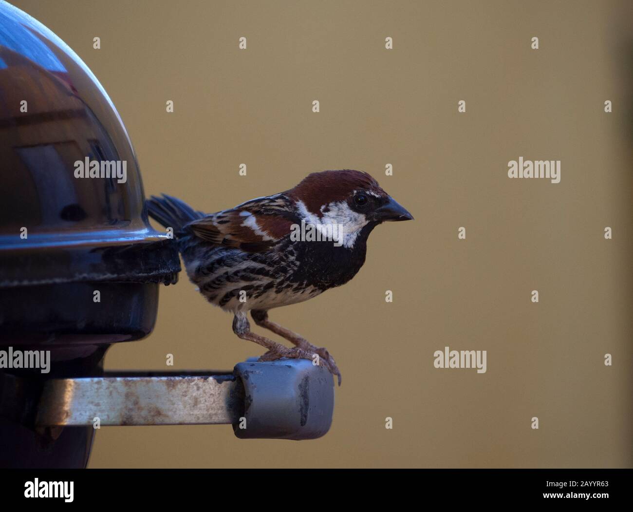 Sparrow breeding plumage hi-res stock photography and images - Alamy