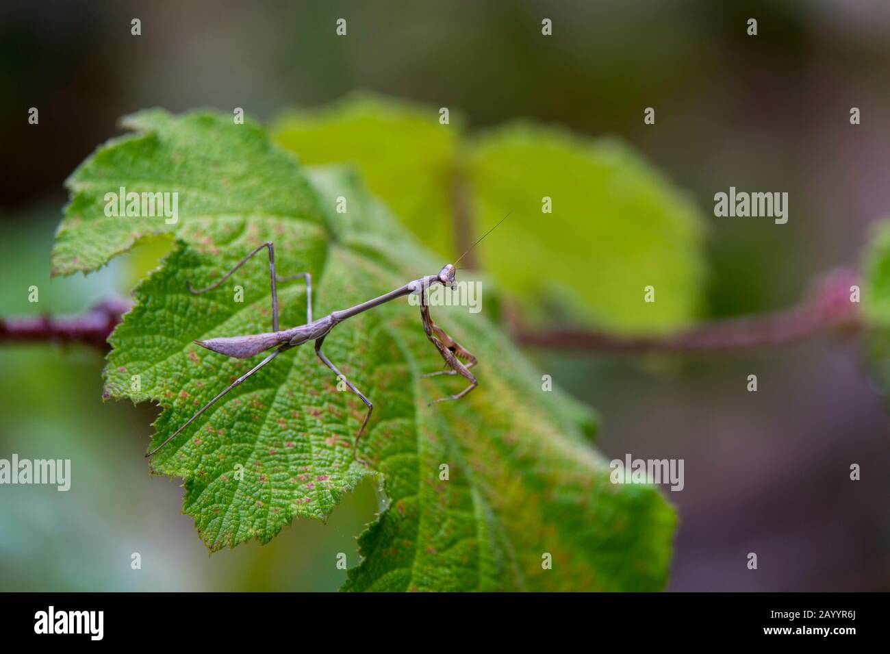 Madagascar praying mantis hi-res stock photography and images - Alamy