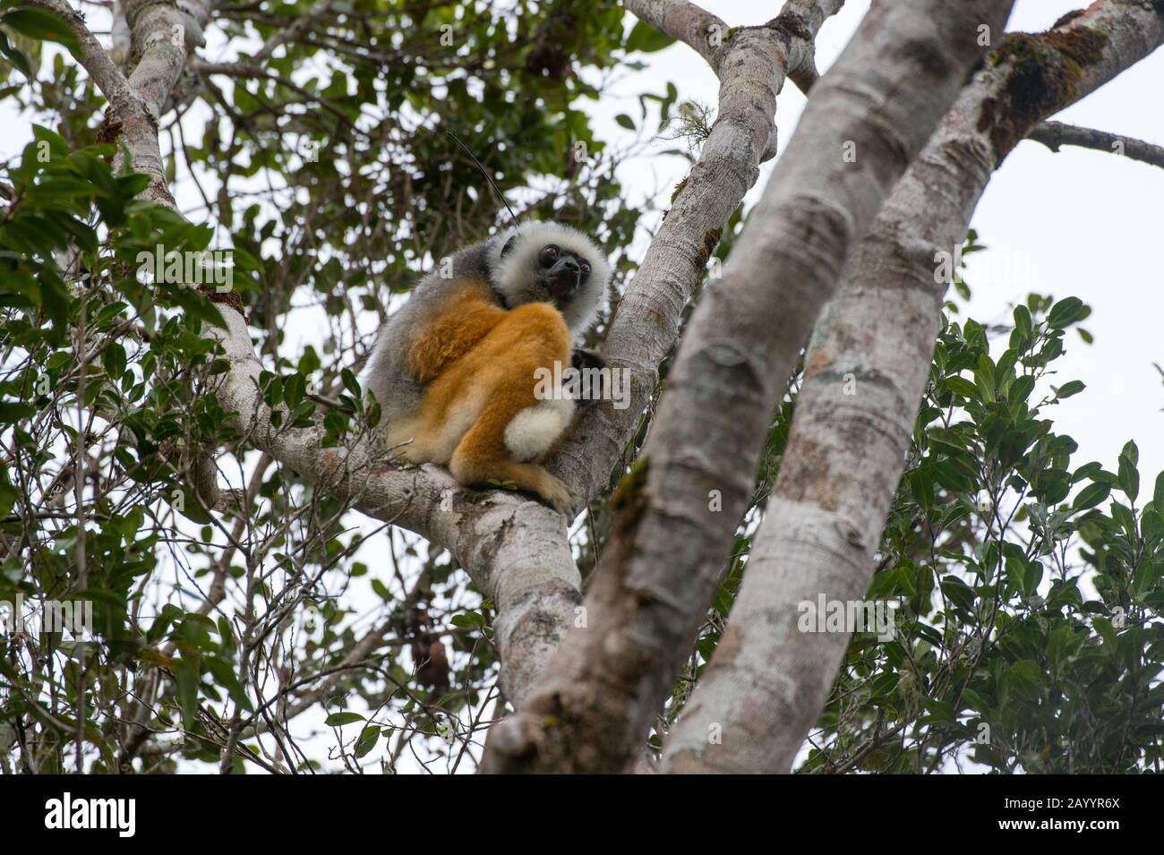 A Diademed sifaka (Propithecus diadema) sitting in tree in the ...