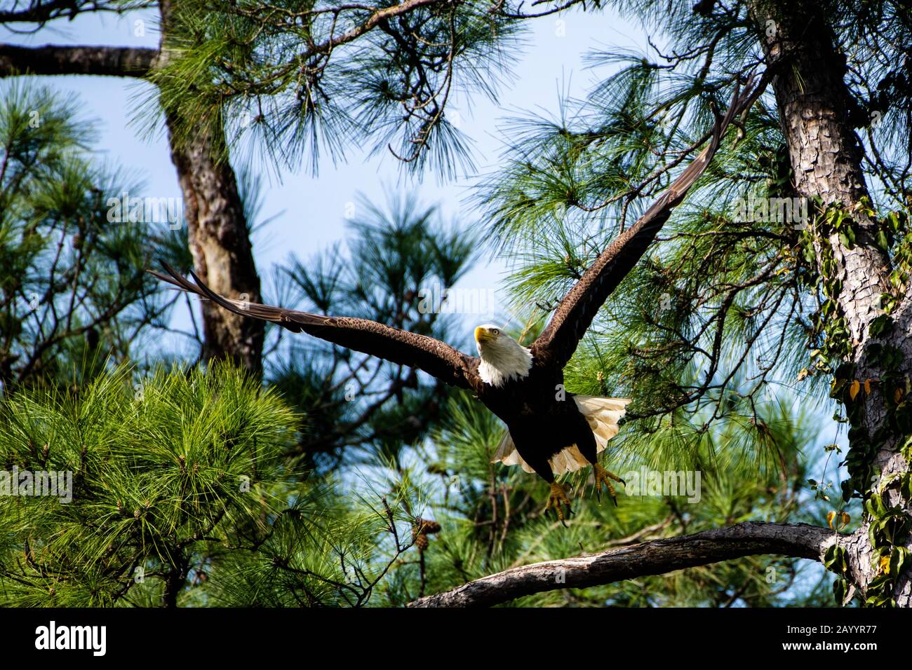 Bald eagle flying Stock Photo - Alamy
