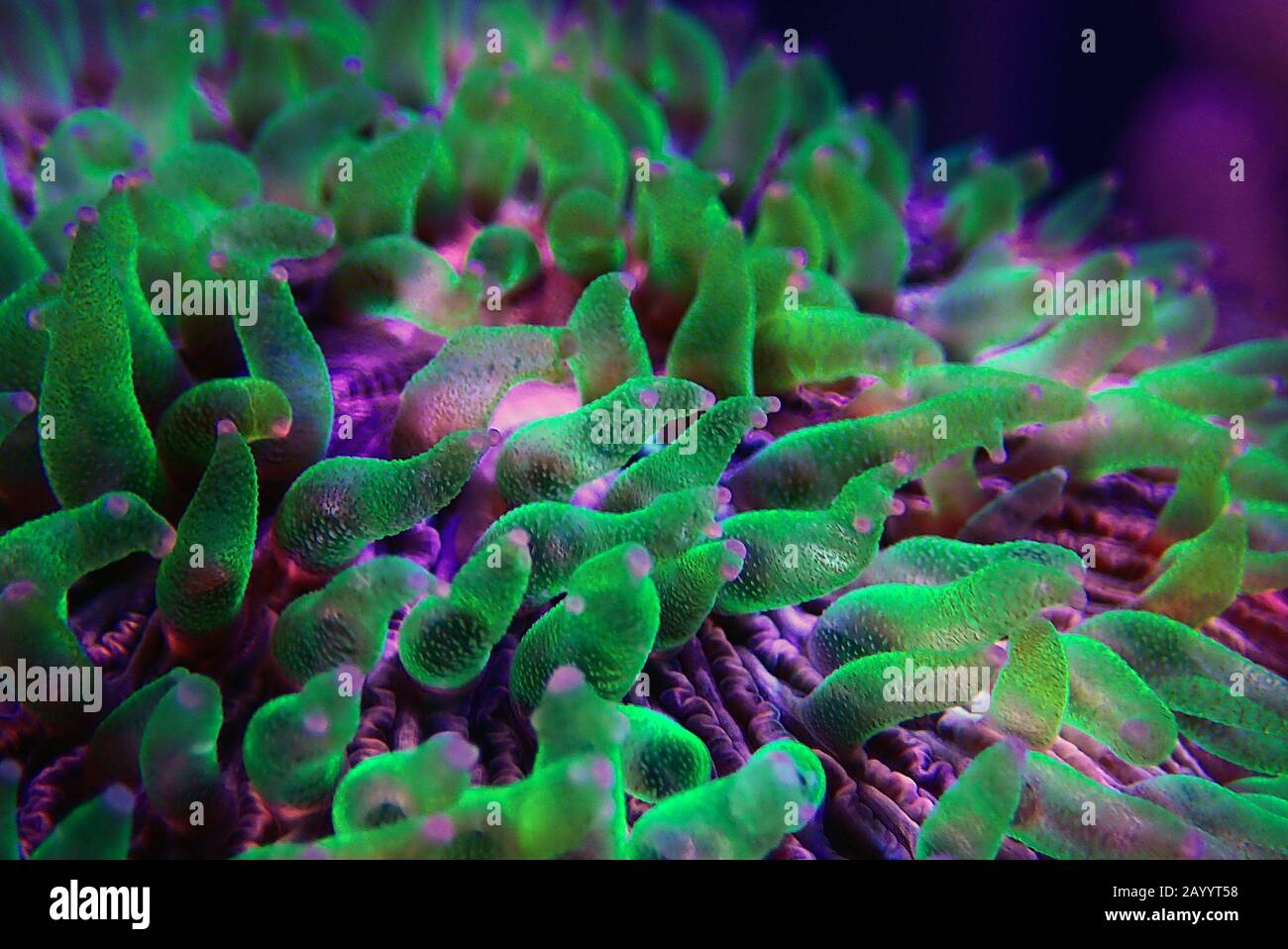 Green Plate Coral