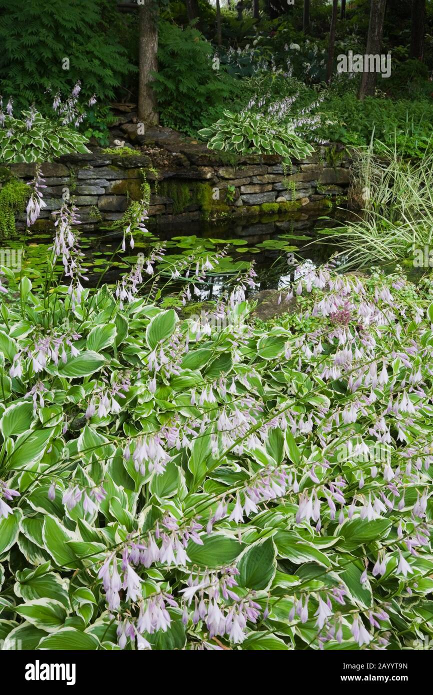 Pond with Nymphaea - Water Lily pads bordered by mauve flowering Hosta ...