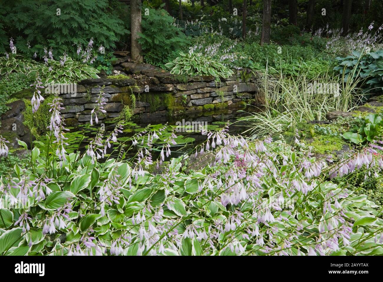 Flowering Hostas High Resolution Stock Photography and Images - Alamy