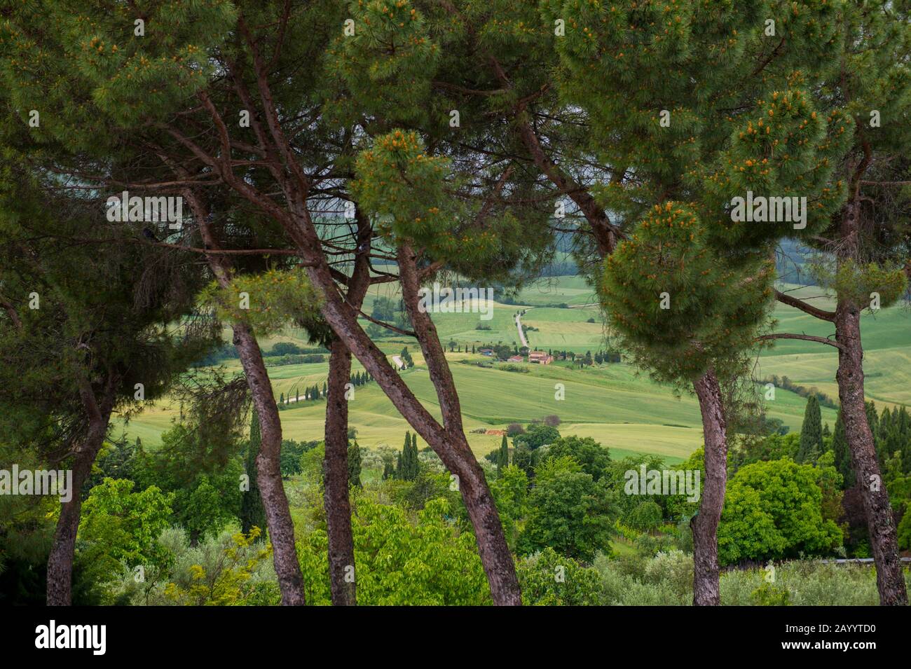 Pine trees in pienza hi-res stock photography and images - Alamy