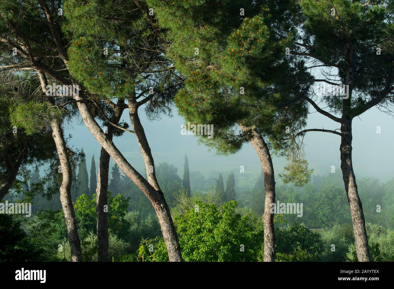 Pine trees in pienza hi-res stock photography and images - Alamy